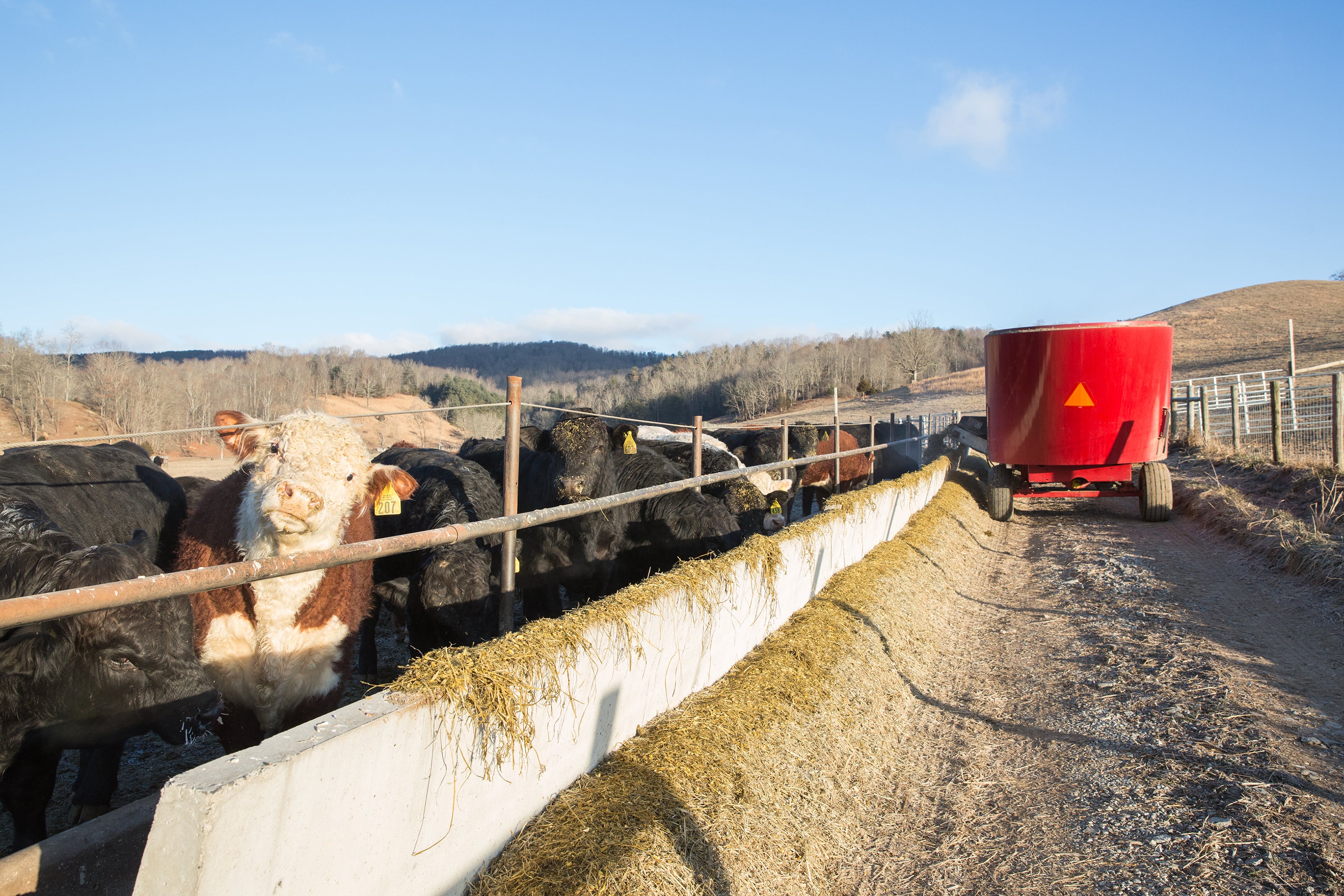 Central Bull Test Program – Virginia Beef Cattle Improvement Association