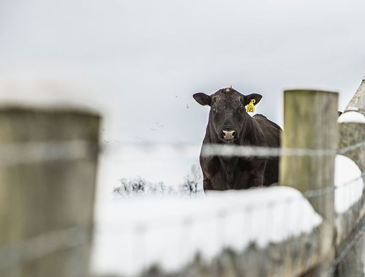 Virginia Beef Cattle Improvement Association