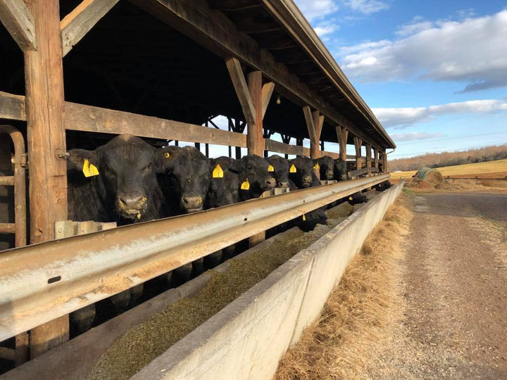 Virginia Beef Cattle Improvement Association